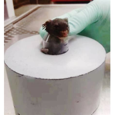 Lead Mold Was Used To Shield The Entire Body Below The Neck Of The