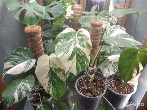 Обмен комнатными растениями купить в Москве Товары для дома и дачи Авито
