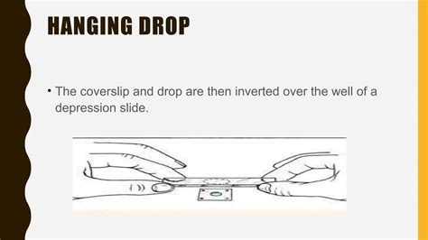 hanging drop method microbiology kriparaghunathan pptx