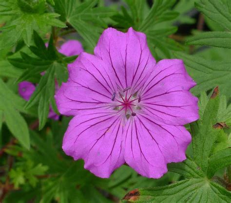 Geranium Maculatum Identification Health Benefits Uses Invasive