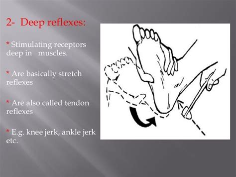 Classification Of Reflexes