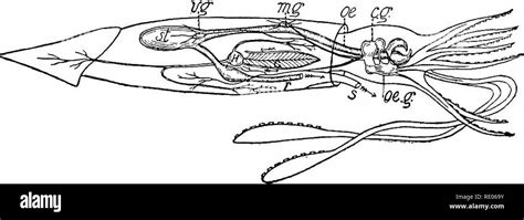 Squid Digestive System