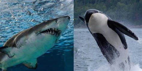 Great White Shark Vs Orca Main Differences Ocean Info