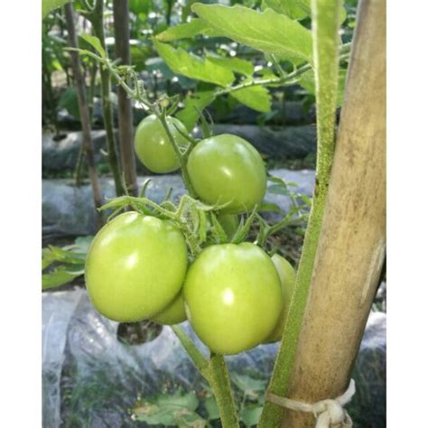 Kamatis Plant