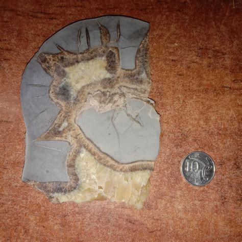 Fossil I Was Given Years Ago Along With A Bunch Of Unrelated Fossils