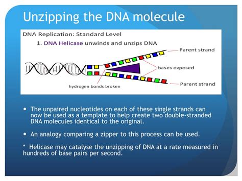 Ppt 33 Dna Structure Powerpoint Presentation Free Download Id