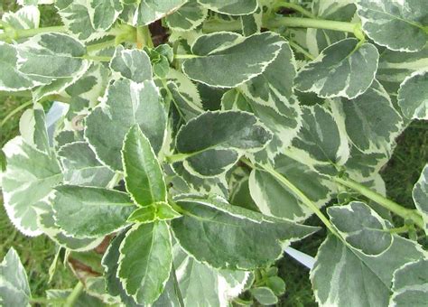 Hydrangea Petiolaris Silver Lining Climbers Climbers Buckingham