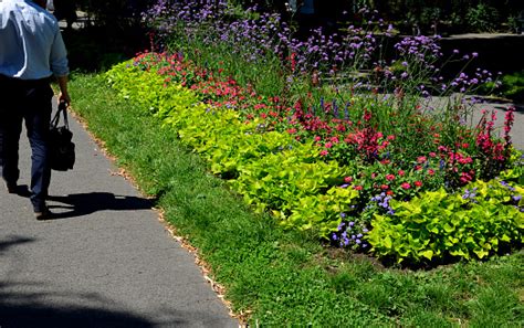 화강암 포장 블록의 광장에서 포장에 화단가장자리에 연간 꽃이 있는 다년생 화단 고리버들 테이블과 의자 카페 테라스 가지속에 대한 스톡 사진 및 기타 이미지 Istock