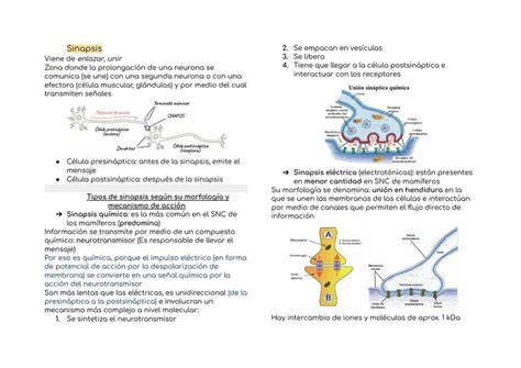 Sinapsis Gal Pulido Udocz