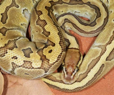 Why Do Ball Pythons Yawn All Your Concerns Answered
