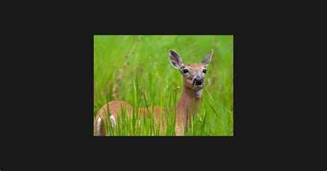 Doe In Tall Grass Doe T Shirt Teepublic