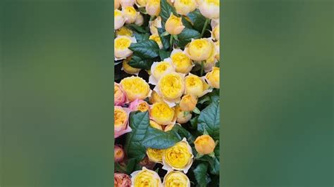 예쁜 장미꽃은 못참지~~ ㅎㅎ Youtube