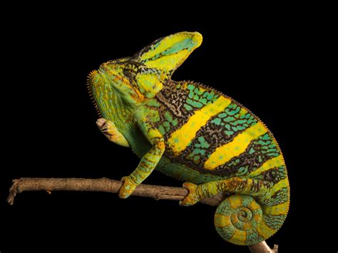 Chameleon Leanbh Veiled New Owner Advice Male Veiled Chameleon