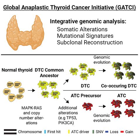 The Genomic And Evolutionary Landscapes Of Anaplastic Thyroid Carcinoma