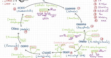 MedNotes Biochemistry Notes