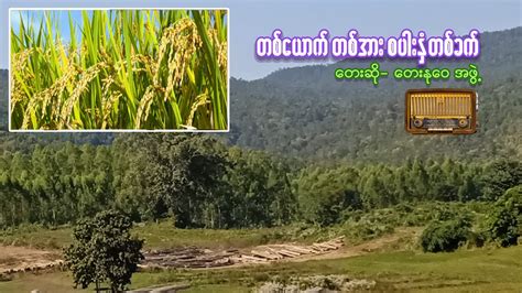 တစ်ယောက် တစ်အား စပါးနှံ တစ်ခက် တေးဆို တေးနုဝေ အဖွဲ့ Youtube