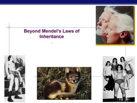 Ppt Beyond Mendels Laws Of Inheritance Powerpoint Presentation Free Download Id