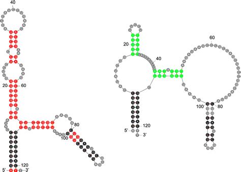 Figure 2 From Comparing Rna Secondary Structures Using A Relaxed Base
