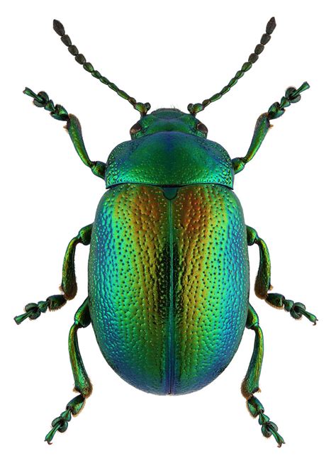 39 Reference Beetles Ideas Beetle Beetle Insect Beautiful Bugs
