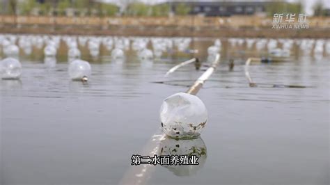 新华全媒 济宁科学修复合理利用 描绘湿地生态新画卷 凤凰网视频 凤凰网