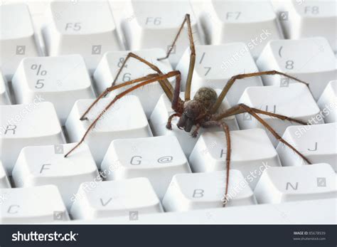 Insects And Spiders Computer Over 200 Royalty Free Licensable Stock