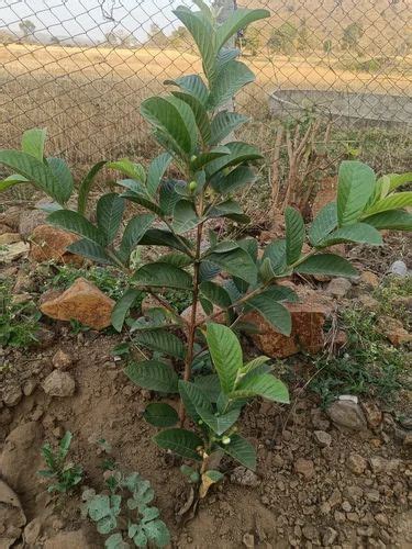 Red Diamond 1 Feet Jamfal Guava Plant At ₹ 180 Piece In Nagpur Id 2853732499412