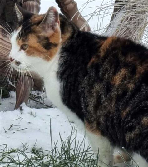 Tasso Suche In 77694 Kehl Marleen