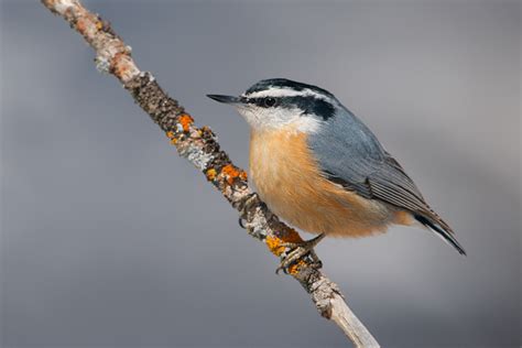 Red Breasted Nuthatch Coniferous Forest