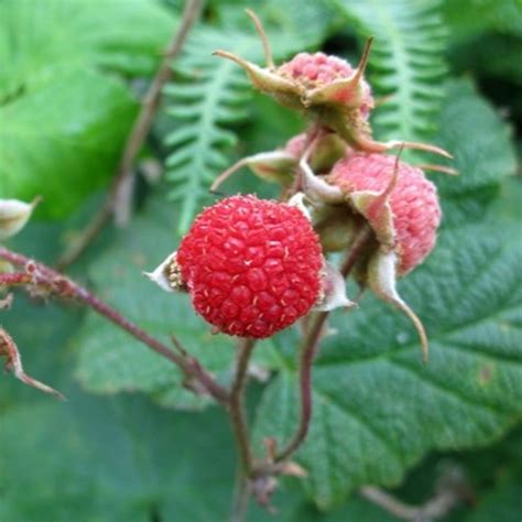 Thimbleberry Spencer Creek Nursery
