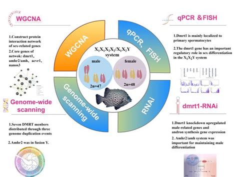 Spotted Knifejaw Sex Differentiation Unraveled In New Study Mirage News