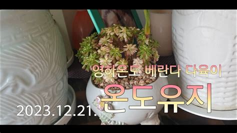 노인다육베란다다육이한파영하온도다육이관리요령2023 1220 Youtube