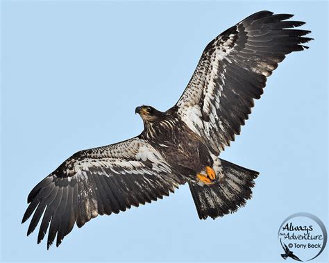 Golden Eagle Vs Bald Eagle Photonews Magazine