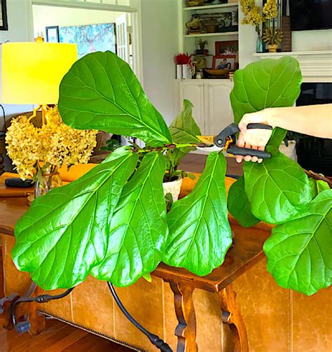 How To Prune A Fiddle Leaf Fig At Laras Table