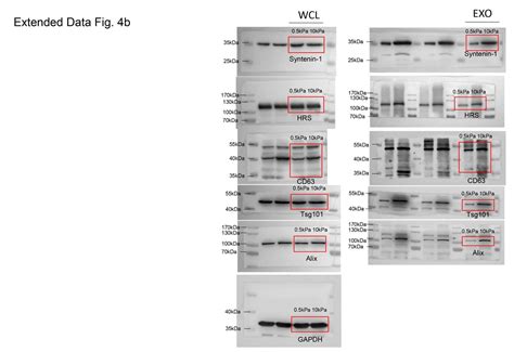 Western Blot，真的要求整膜带marker吗？ 知乎