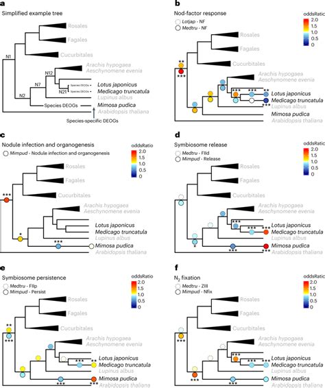 Evolutionary Symbiotic Stage Responses Simplified Phylogenies