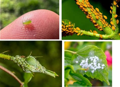 Are The Pests And Diseases On My Plants Serious The Tree Center™