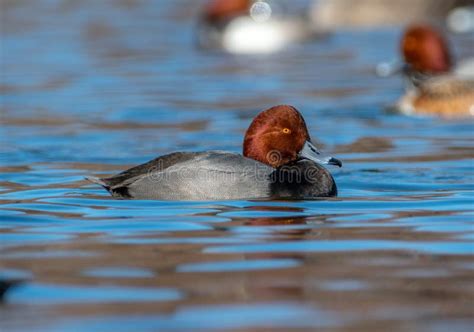 Drake Redhead Duck Stock Image Image Of Head Ducks 272211265