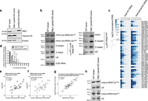 Depletion Of Mlp1 Results In Altered Pre Trna Processing In T