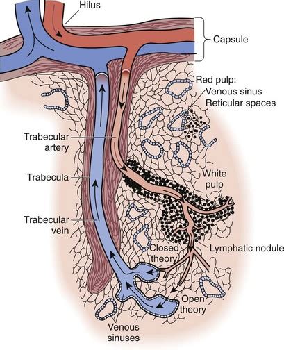 The Spleen Thoracic Key