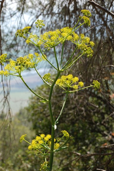 Ferula Communis Puya