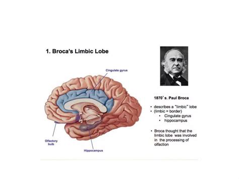 Limbic And Paralimbic System Ppt
