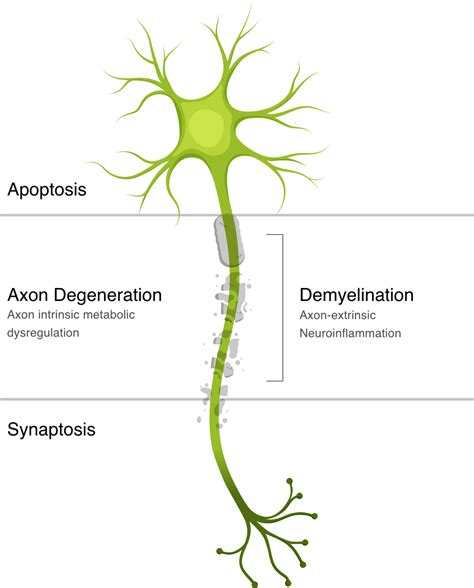 Axonal Degeneration Nura Bio™