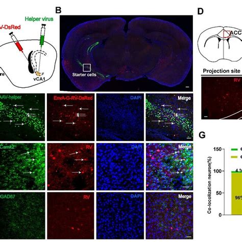 Figure Supplement 1 The Direct Glutamatergic Monosynaptic Projection