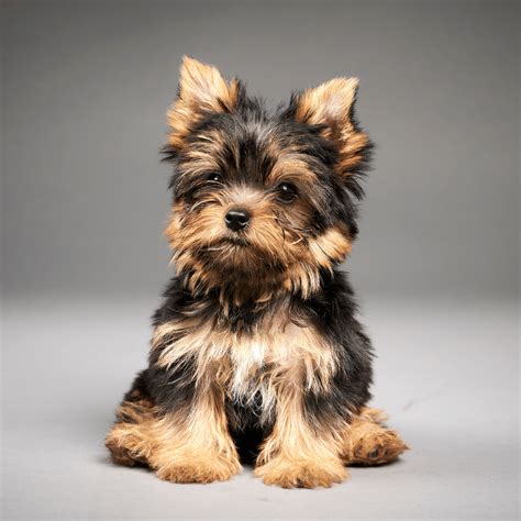 Yorkshire Terrier Tea Cup Abc Pet House