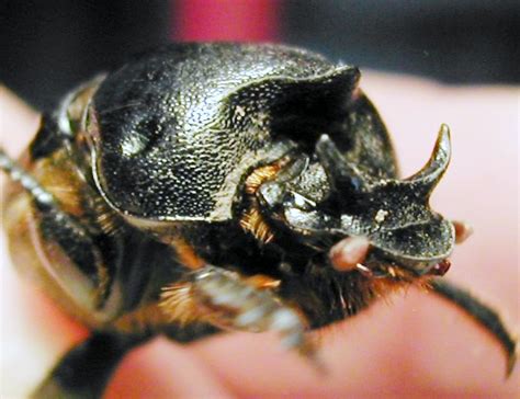 Dung Beetles All You Need To Know About About Dung Beetles Dung