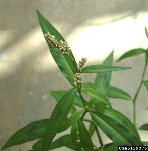 Knotweed Genus Polygonum L