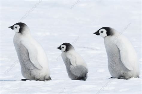 Emperor Penguin Chicks Stock Image C0458915 Science Photo Library