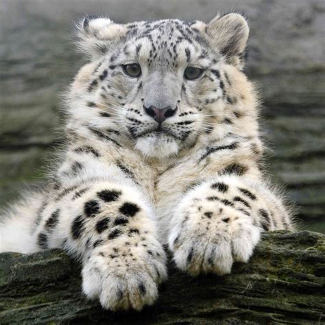Snow Leopards Habitat Facts At Joey Henriquez Blog