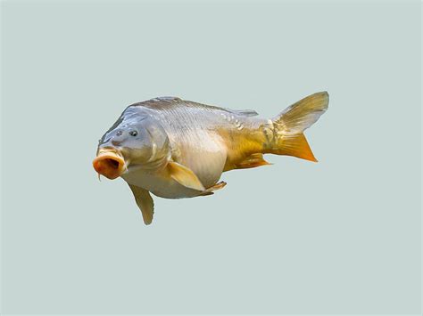 Angler 1080p 2k 4k 5k Hd Wallpapers Free Download Wallpaper Flare
