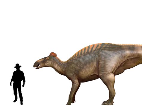 How A Great Grandmother Helped Researchers Unravel A Dinosaur Mummy